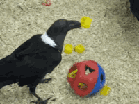 Raven GIFs - Get the best gif on GIFER