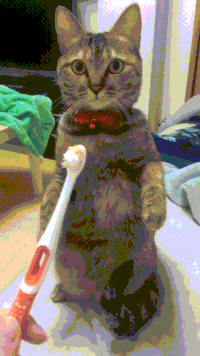 Toothbrush GIFs - Get the best gif on GIFER