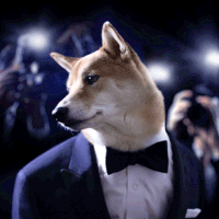 Stylish GIFs - Get the best gif on GIFER