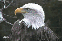 Eagle GIFs - Get the best gif on GIFER