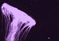 Purple GIFs - Get the best gif on GIFER