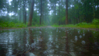 Rain GIFs - Get the best gif on GIFER