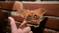 Moth GIFs - Get the best gif on GIFER