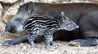 Tapirs GIFs - Get the best gif on GIFER