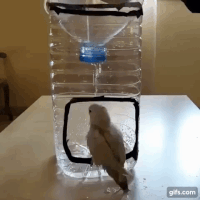 Homemade GIFs - Get the best gif on GIFER