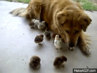 Chicks GIFs - Get the best gif on GIFER