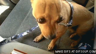 Leashed GIF - Conseguir o melhor gif em GIFER