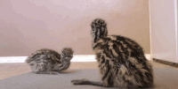 Emu GIFs - Get the best gif on GIFER