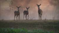 Deer GIFs - Get the best gif on GIFER