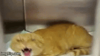 Veterinarian GIFs - Get the best gif on GIFER