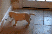 Stopper GIFs - Get the best gif on GIFER