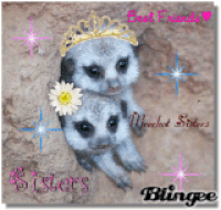 Suricate GIFs - Get the best gif on GIFER