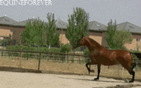 Cantering GIFs - Get the best gif on GIFER