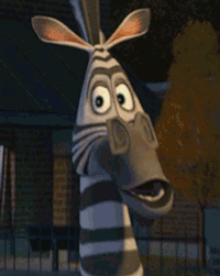 Zebra GIFs - Get the best gif on GIFER