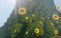Sunflower GIFs - Get the best gif on GIFER