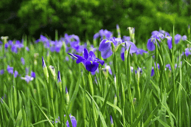 Iris GIFs - Get the best gif on GIFER