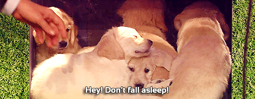 Predictor GIFs - Get the best gif on GIFER