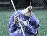 Rooster GIFs - Get the best gif on GIFER