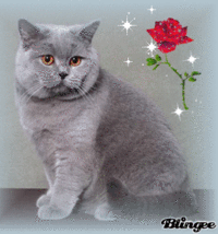 British GIFs - Get the best gif on GIFER