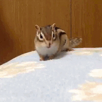 Num GIFs - Get the best gif on GIFER