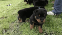 Rottweiler GIFs - Get the best gif on GIFER
