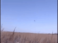 Pheasant GIFs - Get the best gif on GIFER