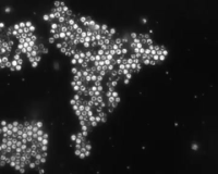 Celula GIFs - Get the best gif on GIFER