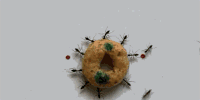 Ants GIFs - Get the best gif on GIFER