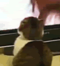 Widen GIFs - Get the best gif on GIFER