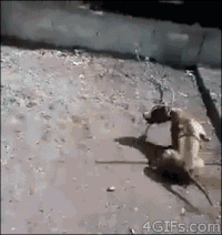 Leash GIFs - Get the best gif on GIFER