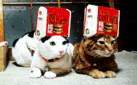 Whopper GIFs - Get the best gif on GIFER