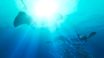 Le monde de nemo GIFs - Obtenez le meilleur gif sur GIFER