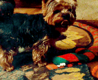 Yorkie GIFs - Get the best gif on GIFER