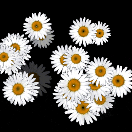 Gerber flower GIF - Conseguir o melhor gif em GIFER