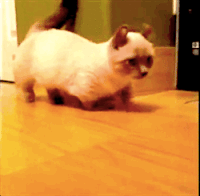Shortest GIFs - Get the best gif on GIFER