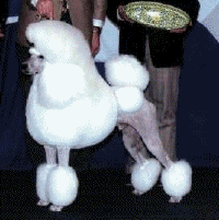 Shaved GIFs - Get the best gif on GIFER