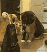 Catnip GIFs - Get the best gif on GIFER