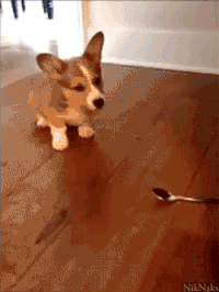 Corgi GIFs - Get the best gif on GIFER