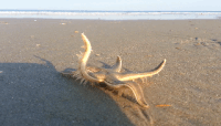Starfish GIFs - Get the best gif on GIFER