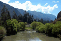 Elm GIFs - Get the best gif on GIFER