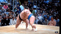 Sumo GIFs - Get the best gif on GIFER