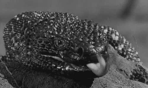 Gila monster GIF - Conseguir o melhor gif em GIFER