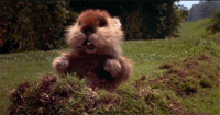 Groundhogs GIFs - Get the best gif on GIFER