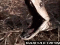 Mamba GIFs - Get the best gif on GIFER