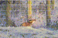 Fence GIFs - Get the best gif on GIFER