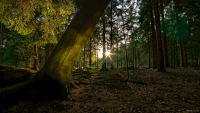 Jungles GIFs - Get the best gif on GIFER