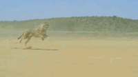 Cheetah GIFs - Get the best gif on GIFER