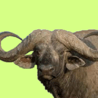 Buffalo GIFs - Get the best gif on GIFER