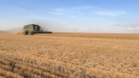 Wheat GIFs - Get the best gif on GIFER