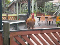 Roosters GIFs - Get the best gif on GIFER